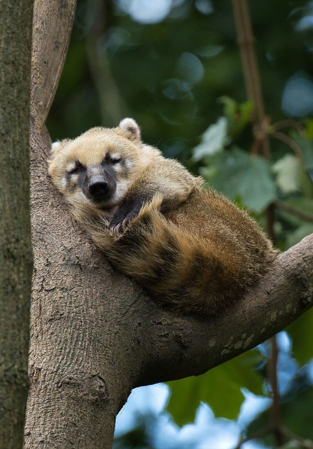 Vertical Closeup of a Cute Coati Sleeping on the Tree at the Jungle ...