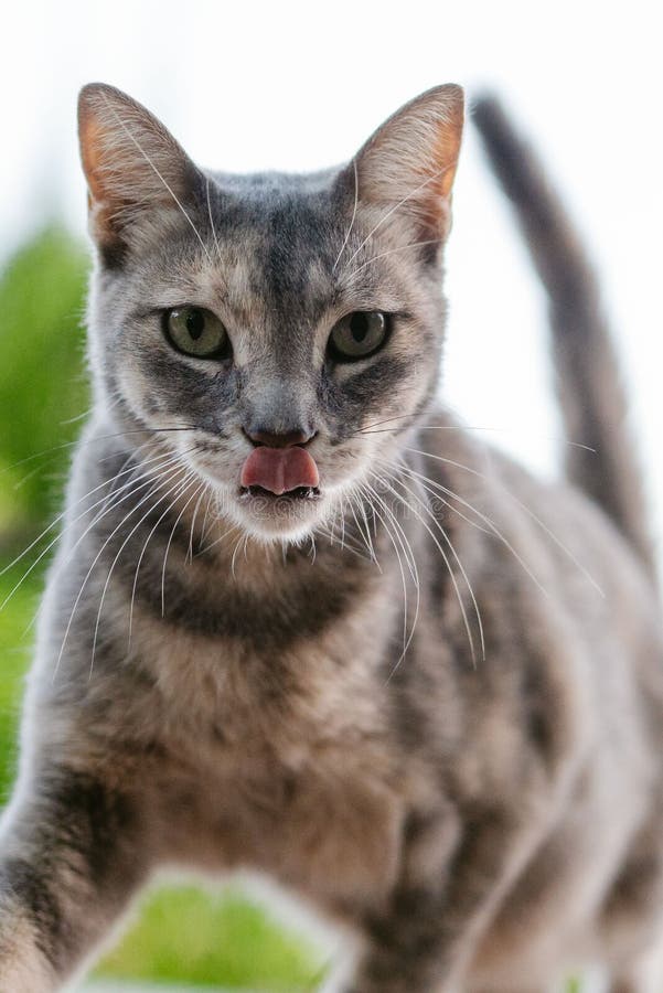Vertical Closeup of a Cute Grey Cat Licking Its Mouth Staring at the ...