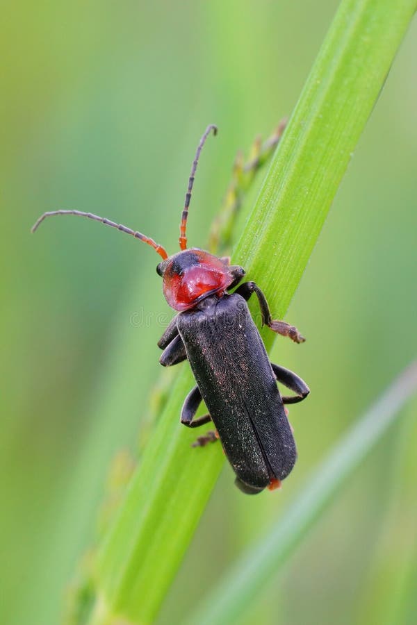 Vertical Closeup of a Dark More Solid Beetle, Cantharis Fusca, Sitting ...