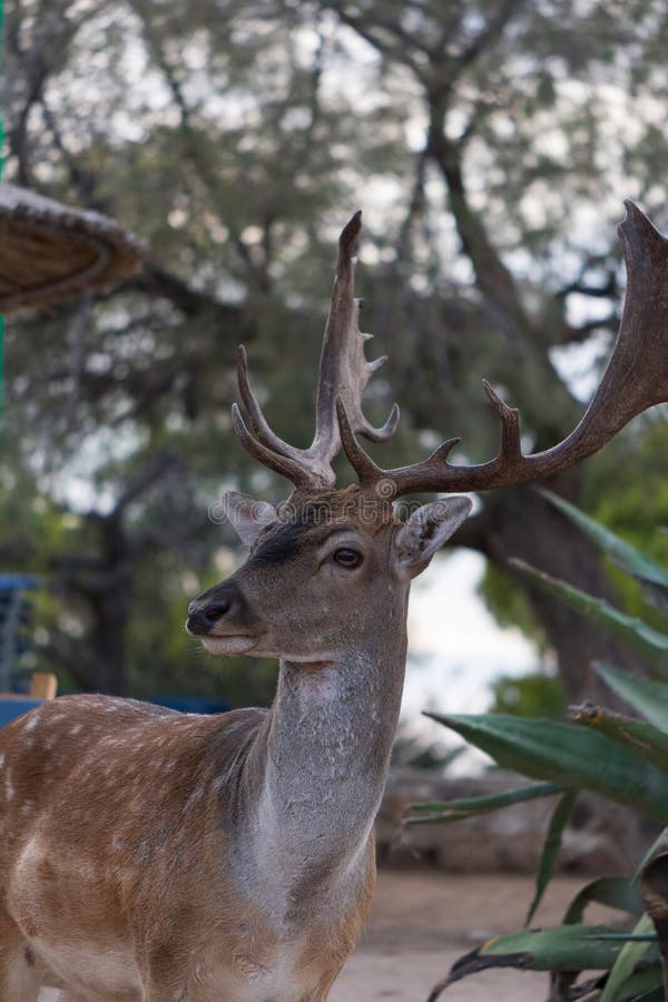 Vertical Closeup of a Deer in a Zoo Stock Image - Image of animal ...
