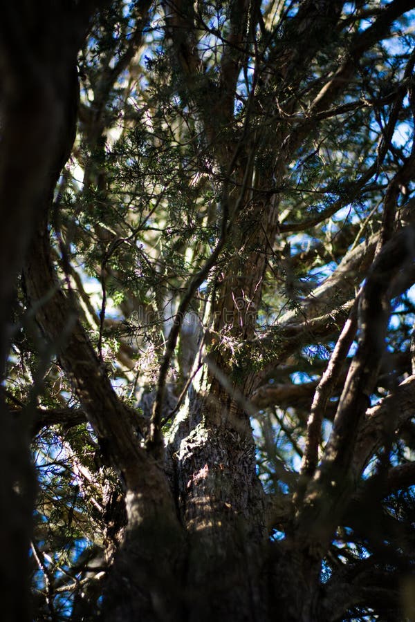 Vertical Closeup of the Dense Branches of the Tree. Stock Image - Image ...