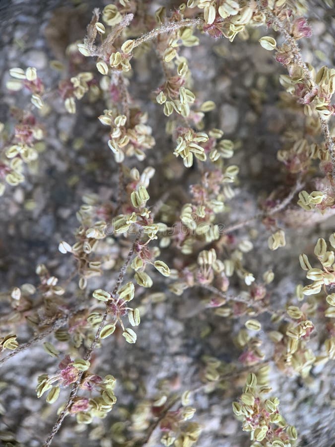 Vertical Closeup of Dried Thyrse Sorrel, Rumex Thyrsiflorus on Rocks ...