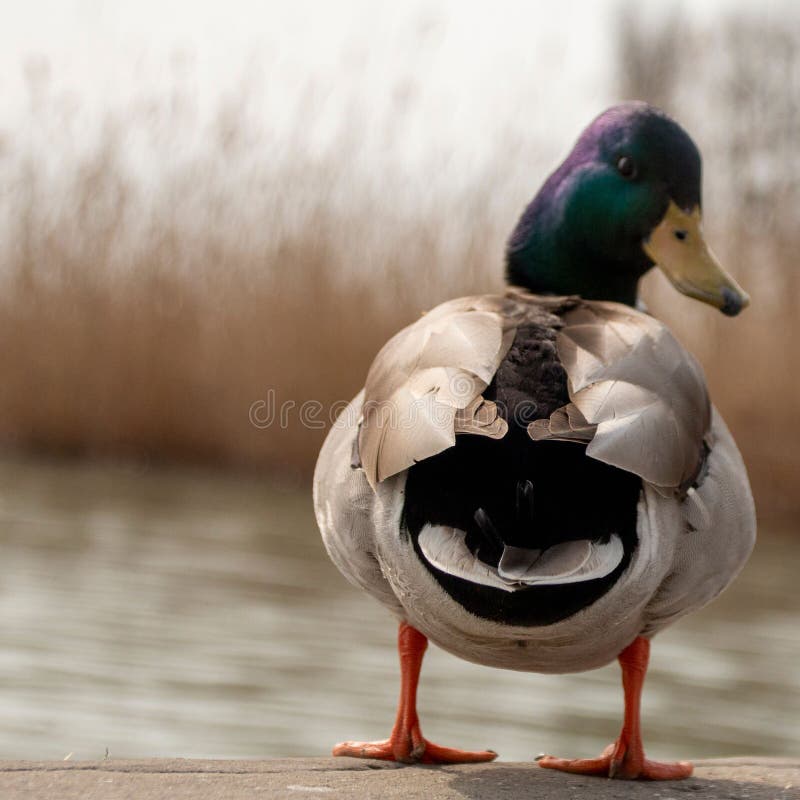 Vertical Closeup of a Duck Standing on the Ground, Looking Back at ...