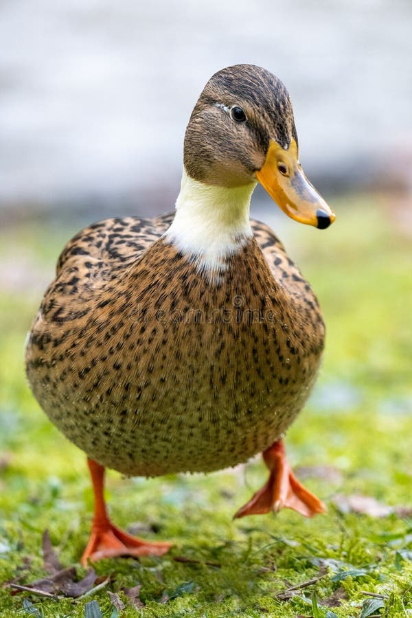 Vertical Closeup of a Duck Walking on Green Grass Stock Photo - Image ...