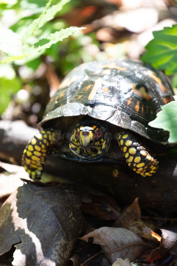 Vertical Closeup of an Eastern Box Turtle Outdoors in a Forest during ...