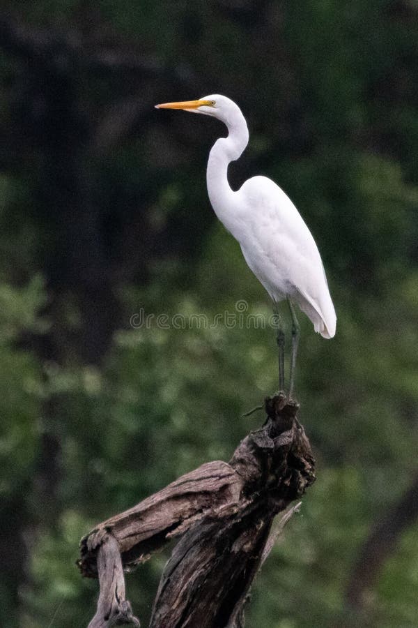 Eastern Great Egret Perched Atop a Bale of Hay in a Marshy Grassland ...