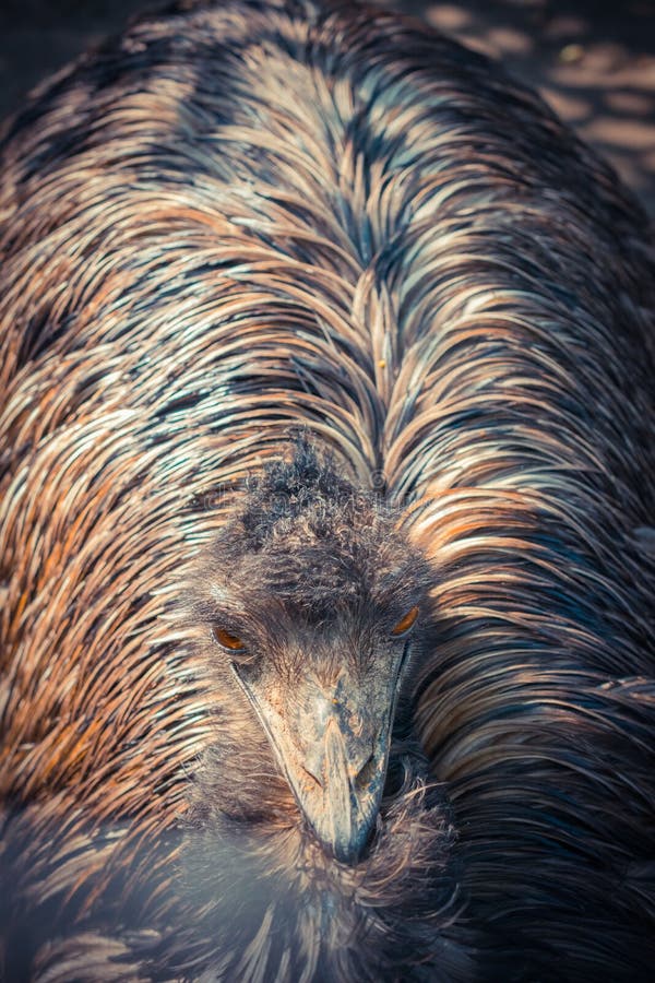 Vertical closeup of an Emu stock photo. Image of funny - 269364566