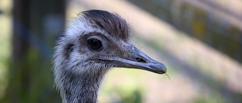 Vertical Closeup of an Emu Head Captured from the Side Stock Photo ...