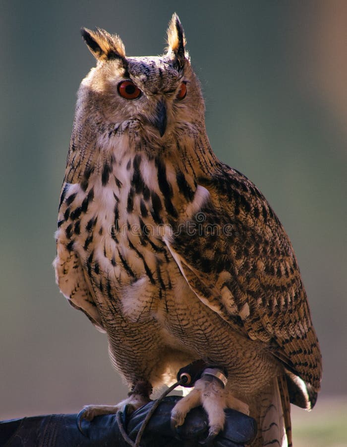 Vertical Closeup of a Eurasian Eagle-owl Perched on a Branch Stock ...