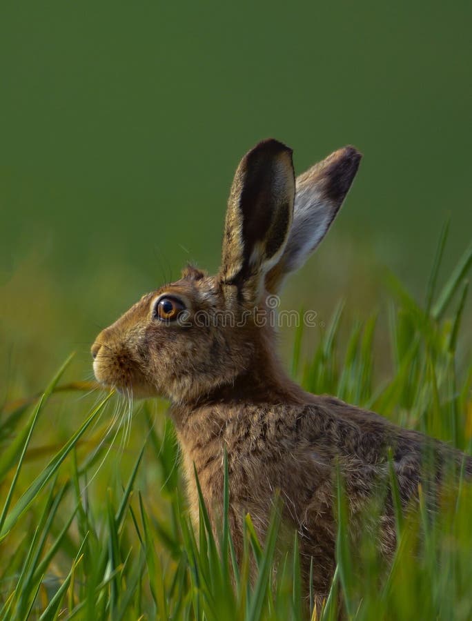 Vertical Closeup of a European Hare in Green Grass Stock Image - Image ...