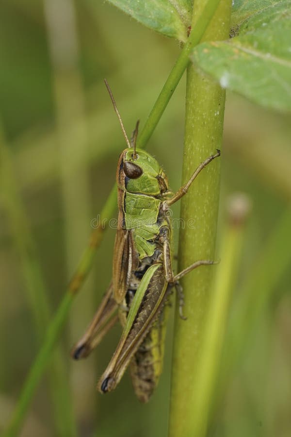 Vertical Closeup on the European Meadow Grasshopper Pseudochorthippus ...