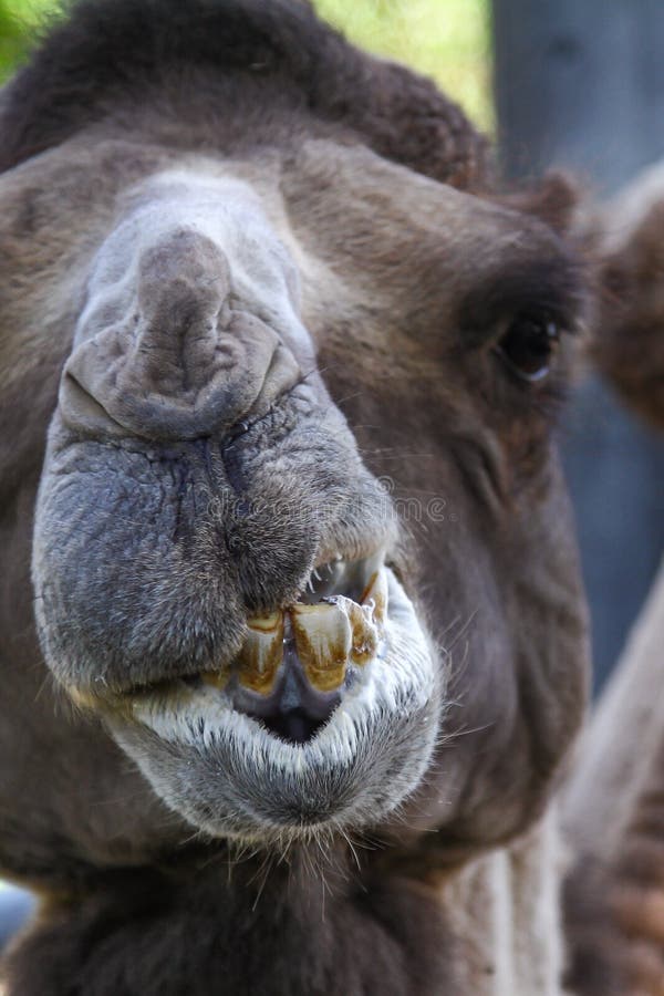 Vertical Closeup of the Face of a Camel Stock Image - Image of walking ...