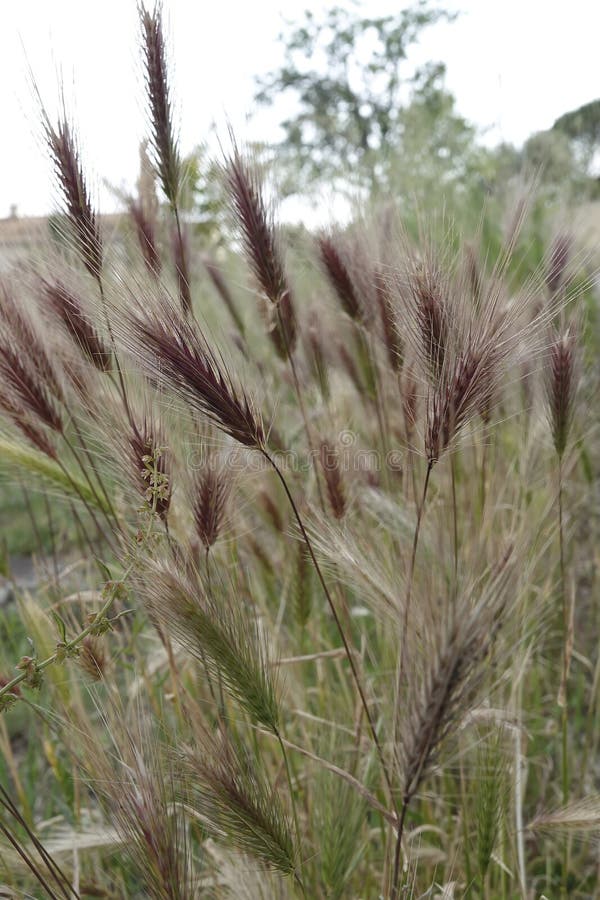 Vertical Closeup on False or Wall Barley Grass, Hordeum Murinum Stock ...