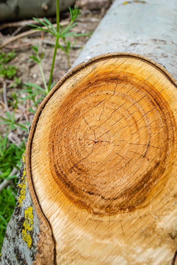 692 Deforestation Vertical Stock Photos - Free & Royalty-Free Stock ...