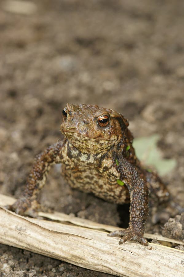 Vertical Closeup on a Female of the European Common Toad, Bufo Bufo ...
