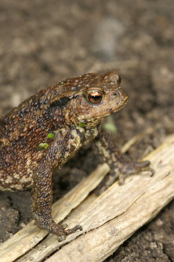 Vertical Closeup on a Female of the European Common Toad, Bufo Bufo ...