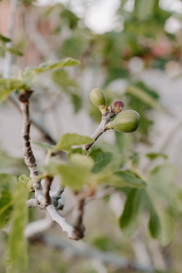 Vertical Closeup of a Fig Tree with Fruits and Leaves Under the ...