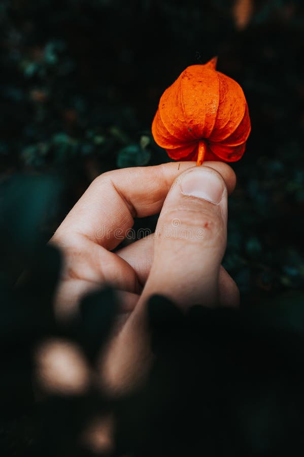 Vertical Closeup of Fingers Grabbing a Delicate Orange Fruit on the ...