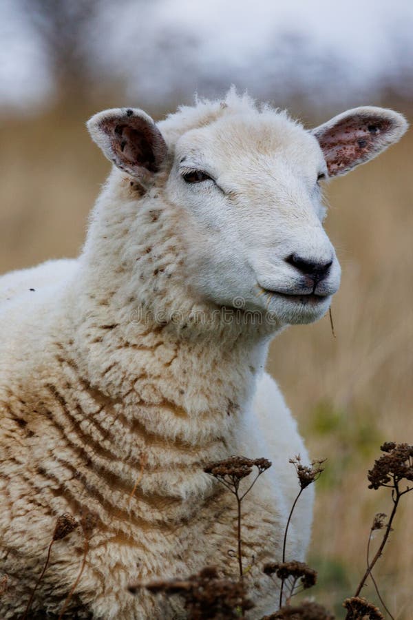Vertical Closeup of a Fluffy Devon Closewool Sheep Captured in a ...