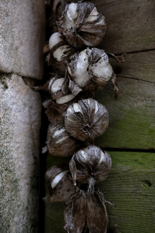 Vertical Closeup Focus Shot of Hanging Garlic String Stock Photo ...