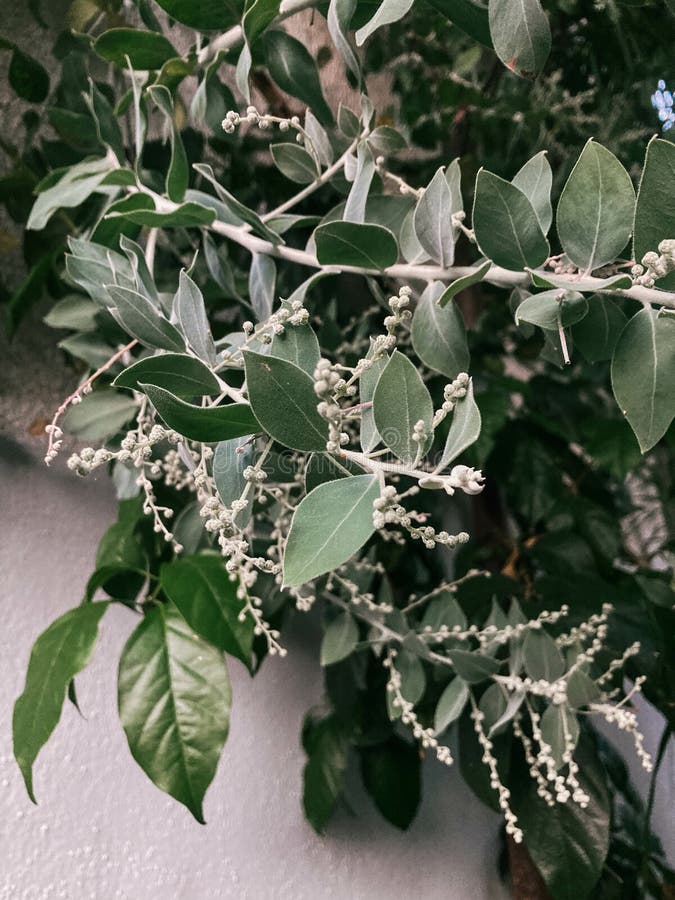 Vertical Closeup of a Fragrant Tea Olive Tree Shrubs with Big Green ...