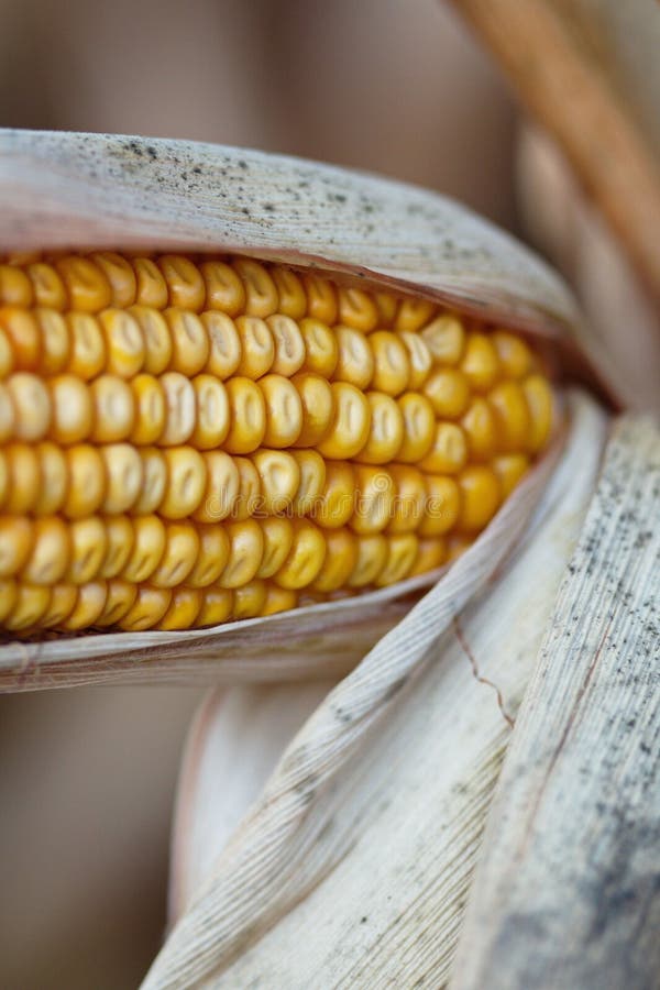Vertical Closeup of Fresh Corn with Muddy White Husk in the Field Stock ...
