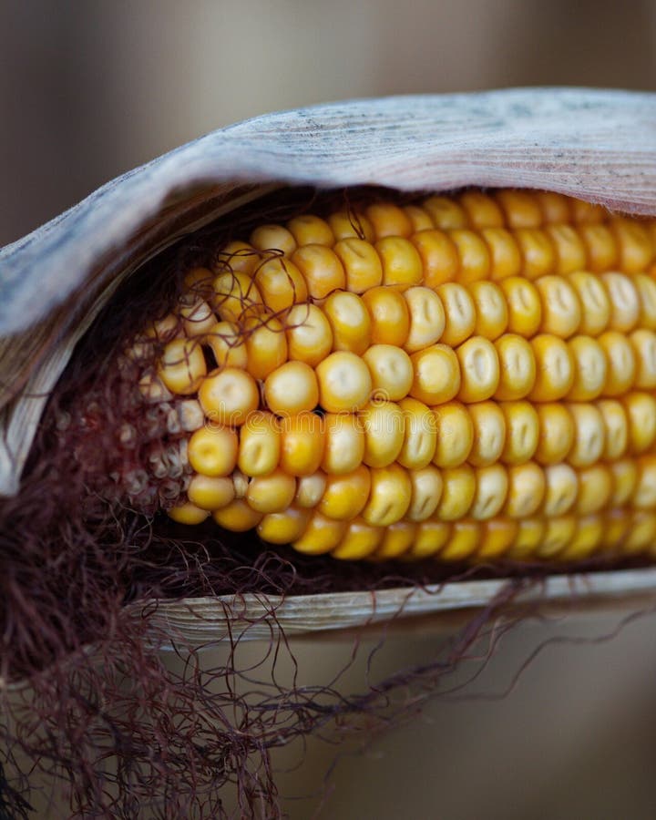 Vertical Closeup of Fresh Corn with Muddy White Husk in the Field Stock ...