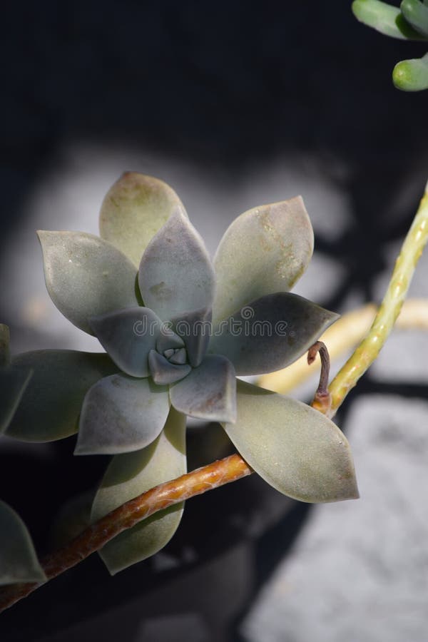 Vertical Closeup of a Ghost-plant Growing in Sunlight Stock Image ...