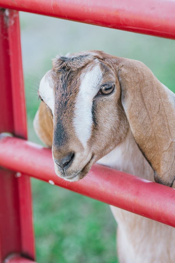 Vertical Closeup of a Goat on a Farm Stock Image - Image of livestock ...