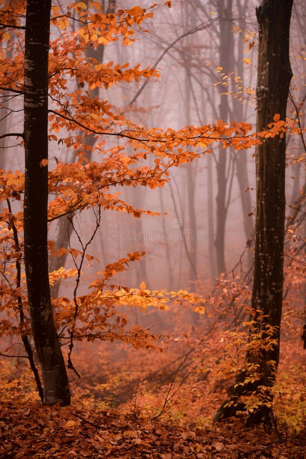 Vertical Closeup of a Gold Colored Tree Branches Stock Image - Image of ...
