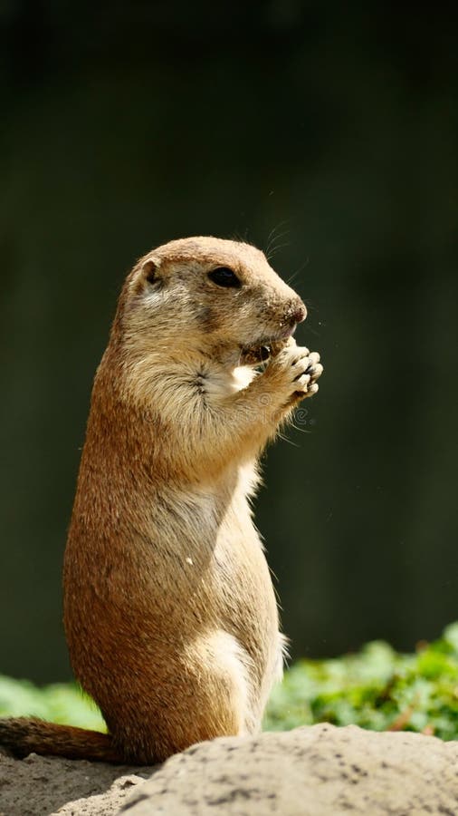 Vertical Closeup of a Gopher on the Ground Stock Image - Image of ...