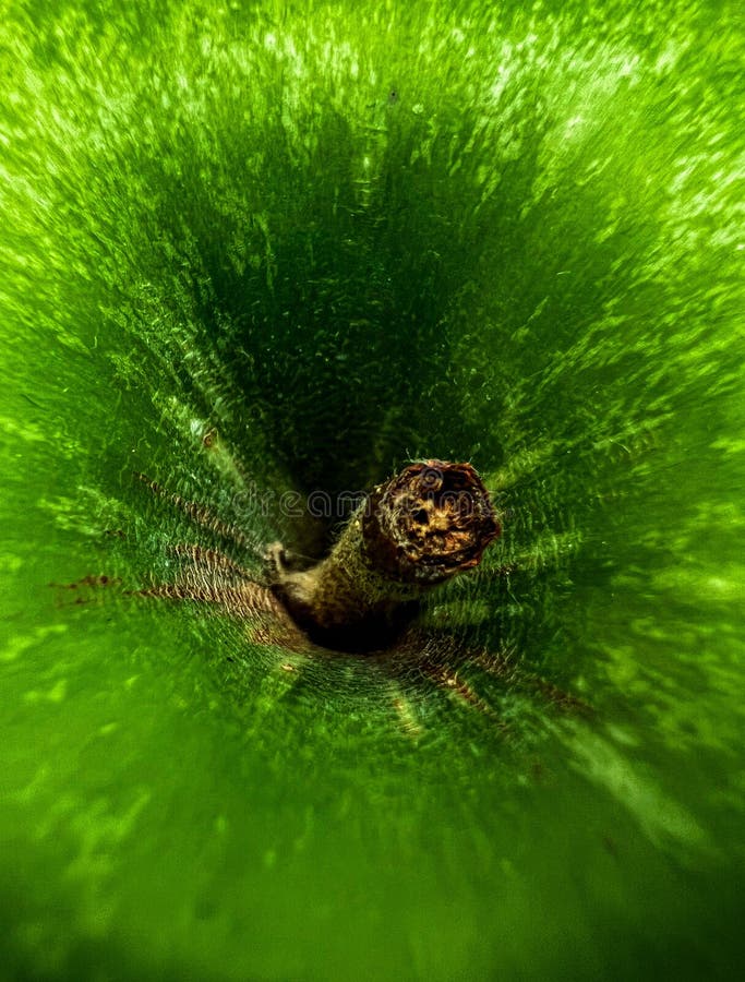 Vertical Closeup of a Green Apple Stock Photo - Image of apple, food ...