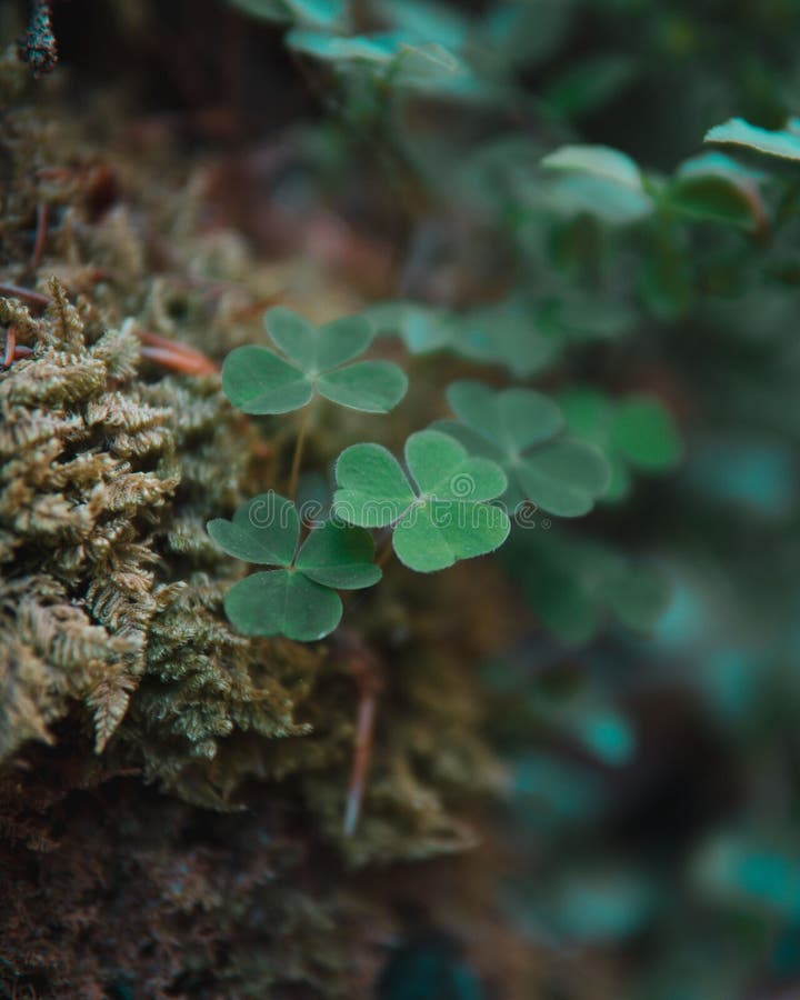 Vertical Closeup of Green Clover Growing on a Shrub Stock Image - Image ...
