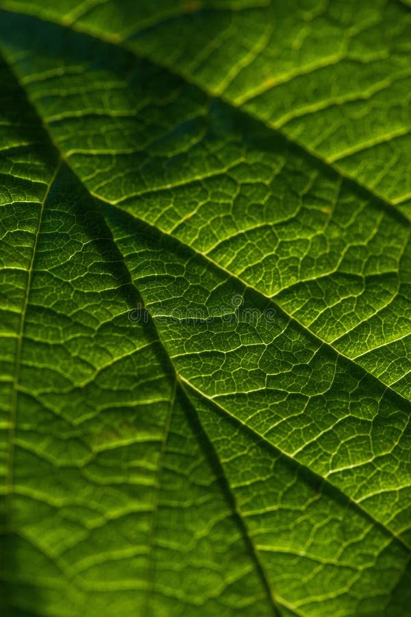 Vertical Closeup of a Green Leaf. Natural Pattern Stock Illustration ...