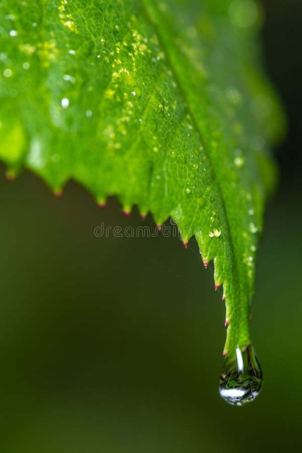 Vertical Closeup of a Green Leaf with a Water Drop. Stock Image - Image ...