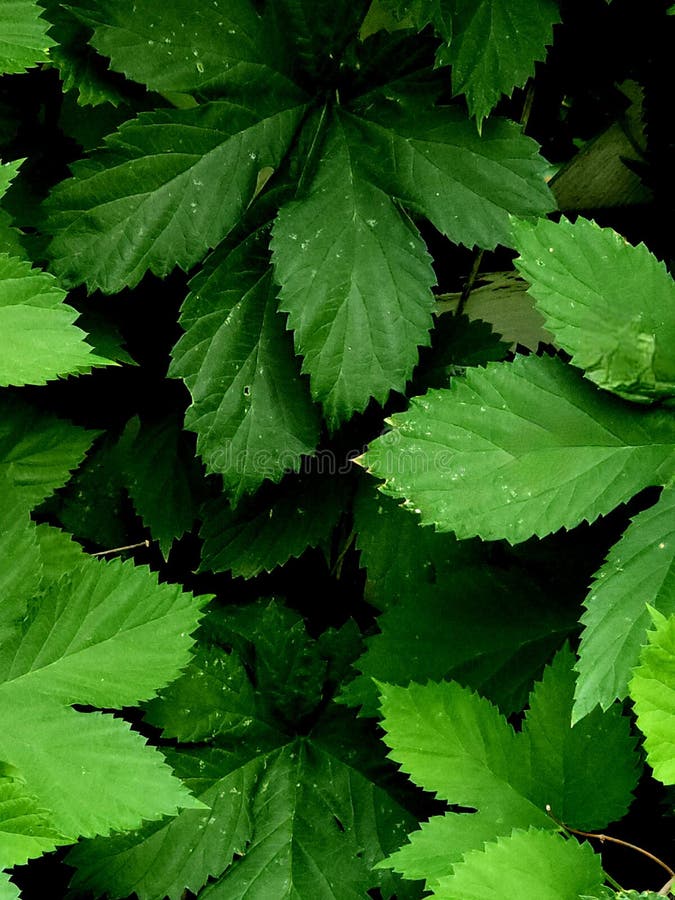 Vertical Closeup of Green Leaves in a Shrub Stock Photo - Image of ...