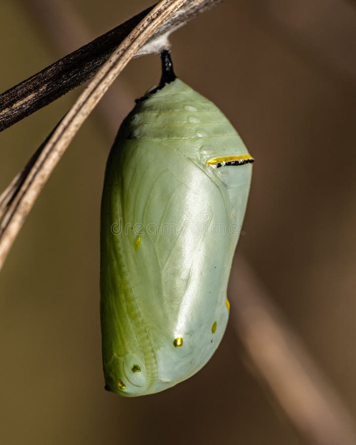 Vertical Closeup of Green Monarch Chrysalis Hanging from a Branch Stock ...