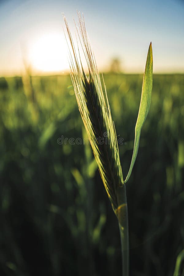 Vertical Closeup of a Green Rye Crop in a Dreamy Sunlight Stock Photo ...