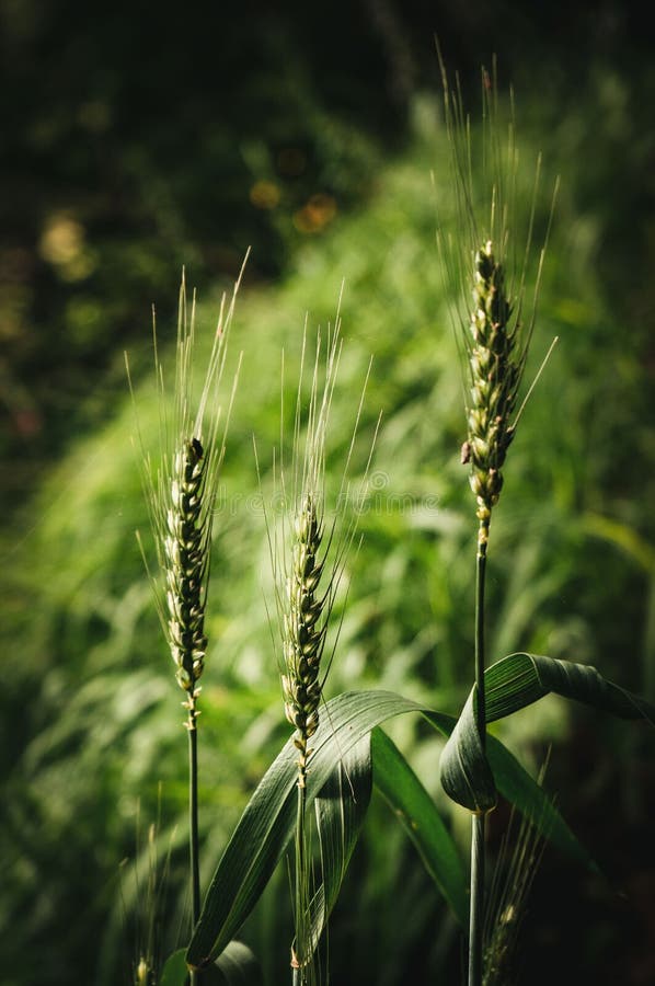 Vertical Closeup of Green Spikes Growing in a Field Stock Image - Image ...
