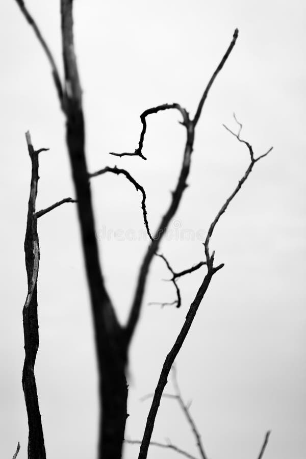 Vertical Closeup Greyscale Shot of a Leafless Tree Branch with a Foggy ...