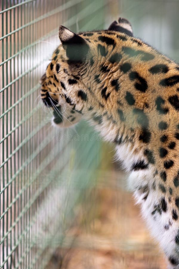 Vertical Closeup of the Head of a Far Eastern Leopard (Panthera Pardus ...