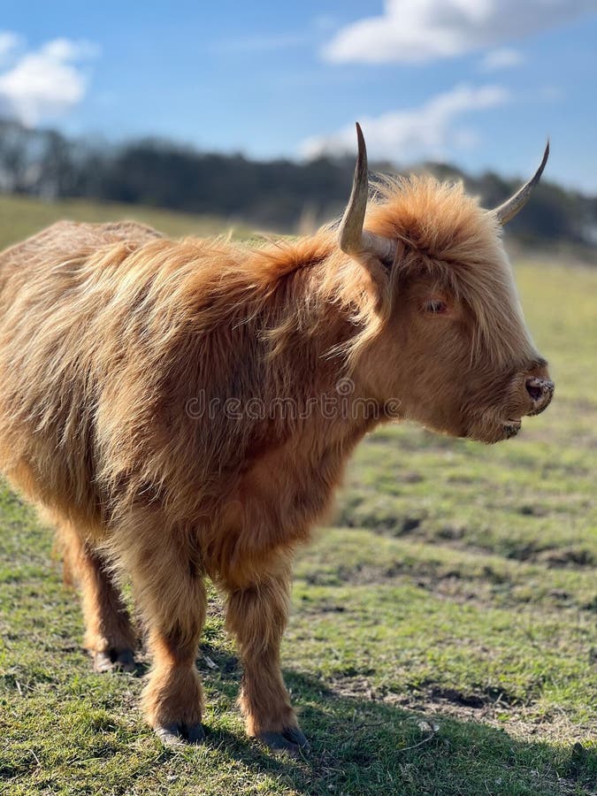 Vertical Closeup of Highland Cow in the Meadow. Stock Photo - Image of ...