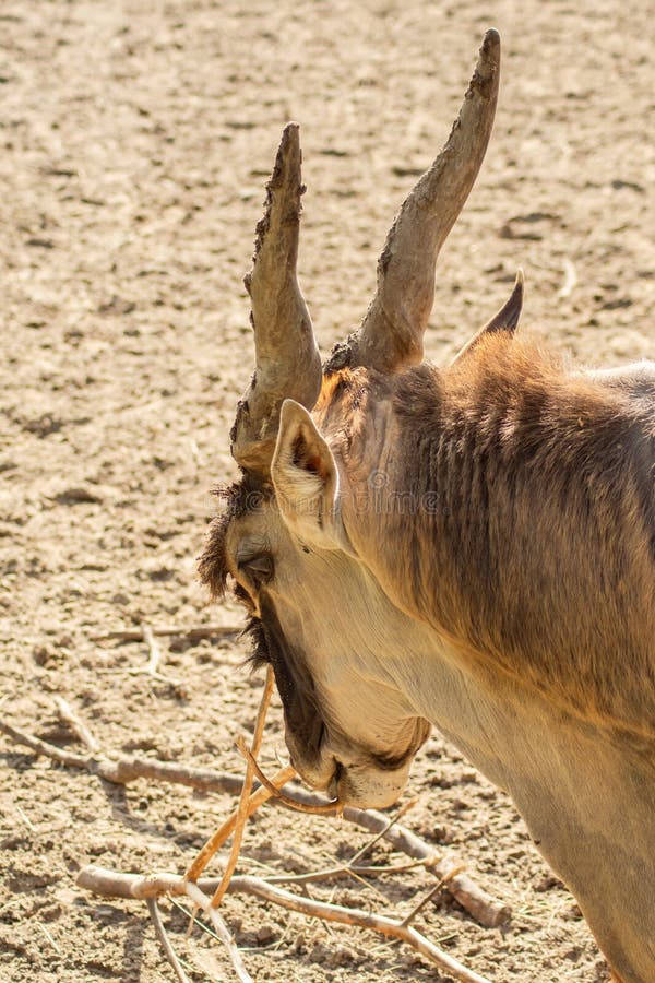 Vertical Closeup of a Person Hand Holding a Small Pine Cone Stock Image ...