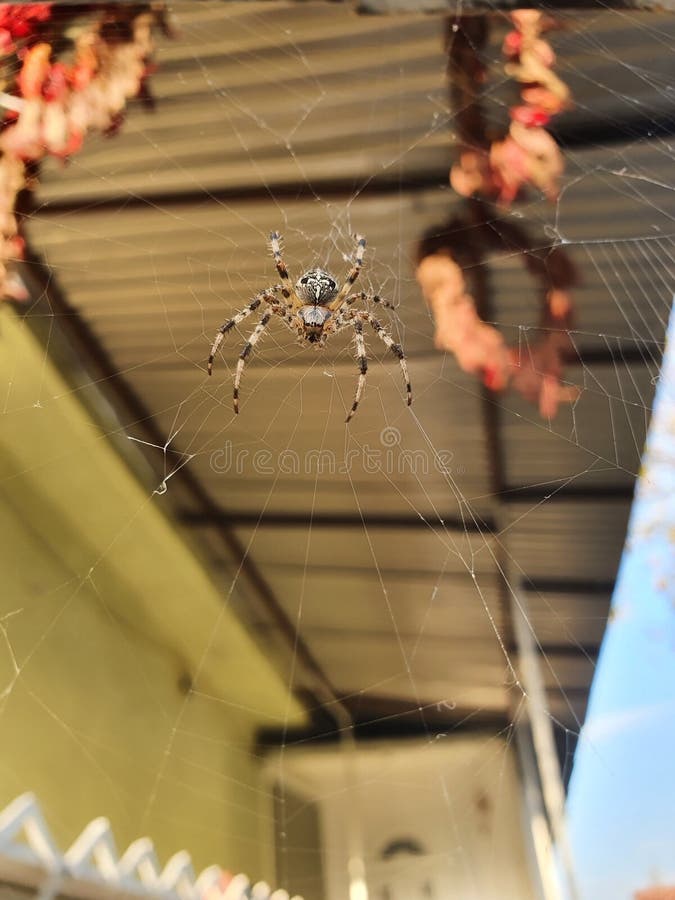 Vertical Closeup of a House Spider on Its Web Stock Photo - Image of ...