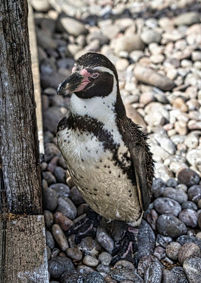 Vertical Closeup of a Humboldt Penguin Stock Image - Image of rocks ...