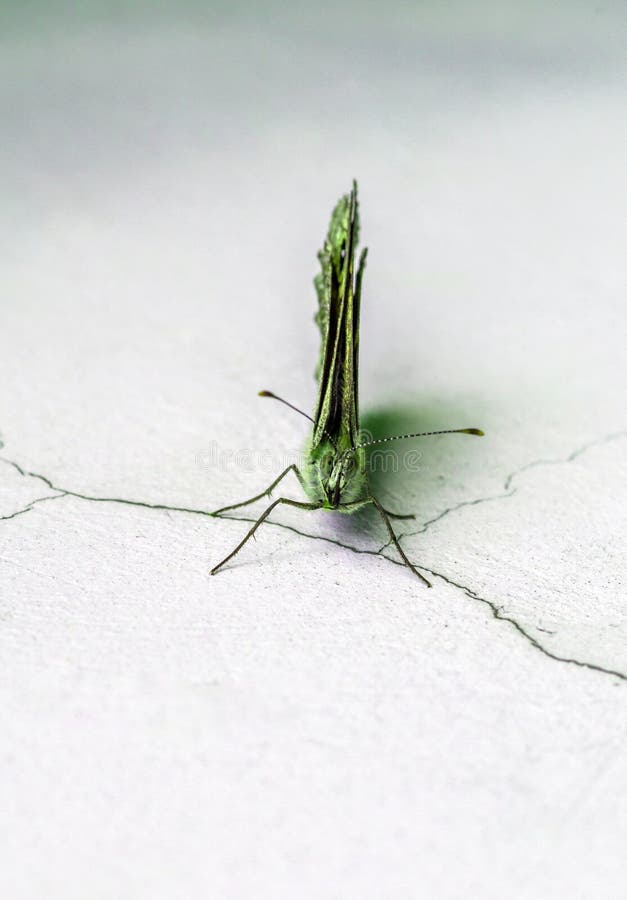Vertical Closeup of an Insect Sitting on a White Surface Stock Image ...