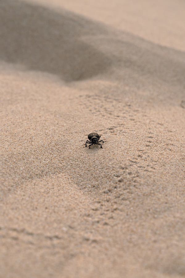 Vertical Closeup of an Insect Walking on Sand Stock Photo - Image of ...