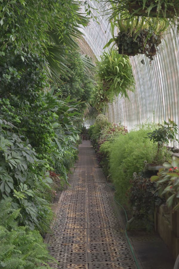 Vertical Closeup of an Inside View of a Greenhouse a Path between ...