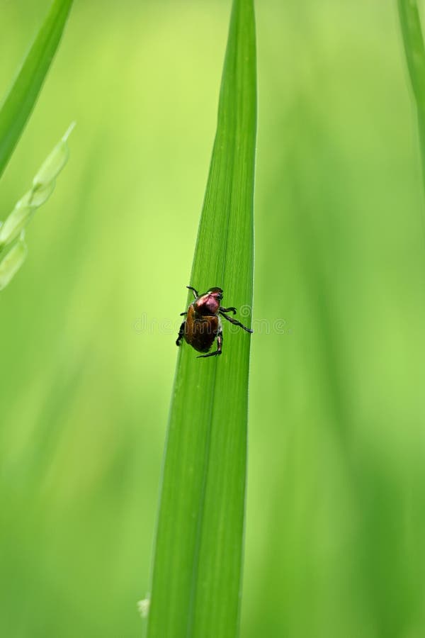Vertical Closeup of a Japanese Beetle on a Grass Stock Photo - Image of ...