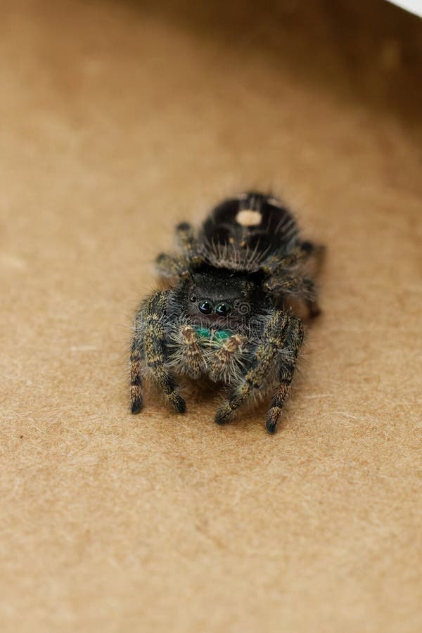 Vertical Closeup of the Jumping Spider. Stock Image - Image of creature ...